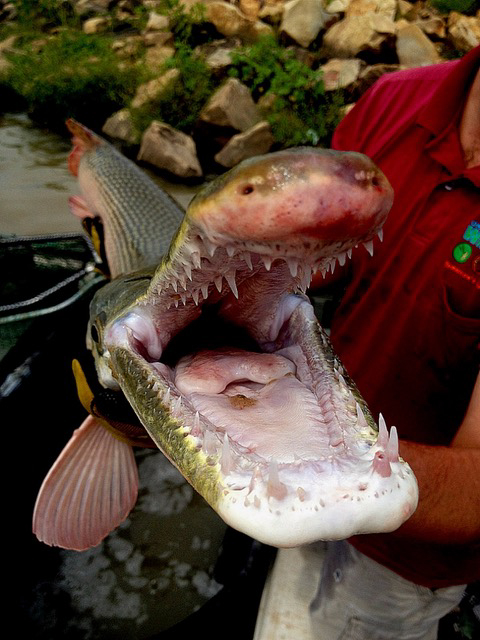 Alligator Gar Research | About Fishing
