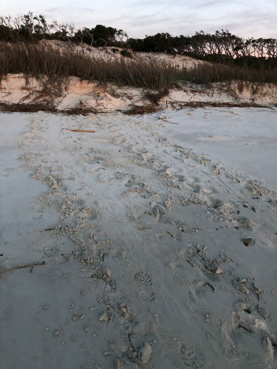 LOGGERHEAD Sea Turtle NEST SEASON BEGINS WHERE MONITORING BEGAN